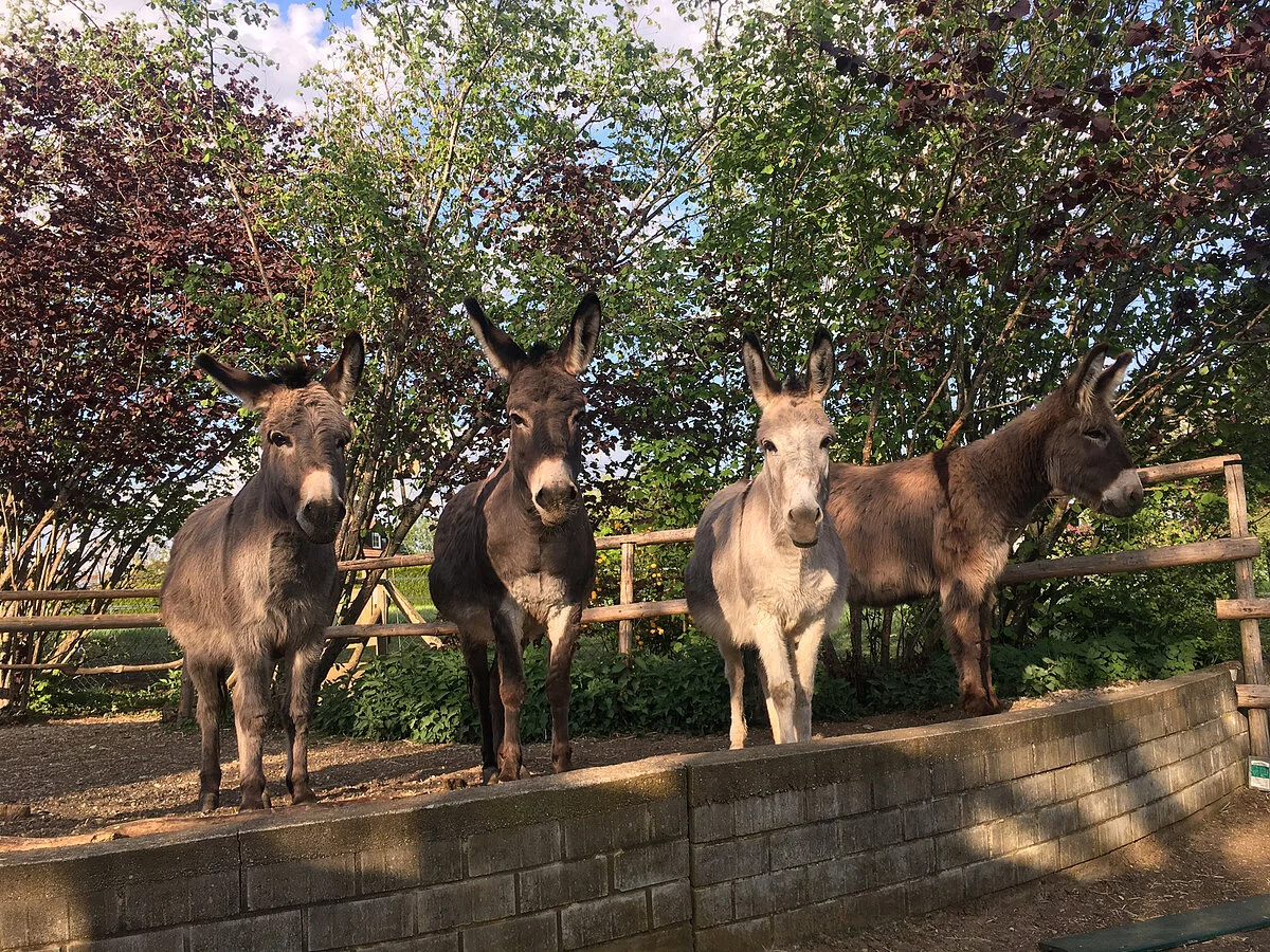 Eselgarten Pondorf - Markt Altmannstein